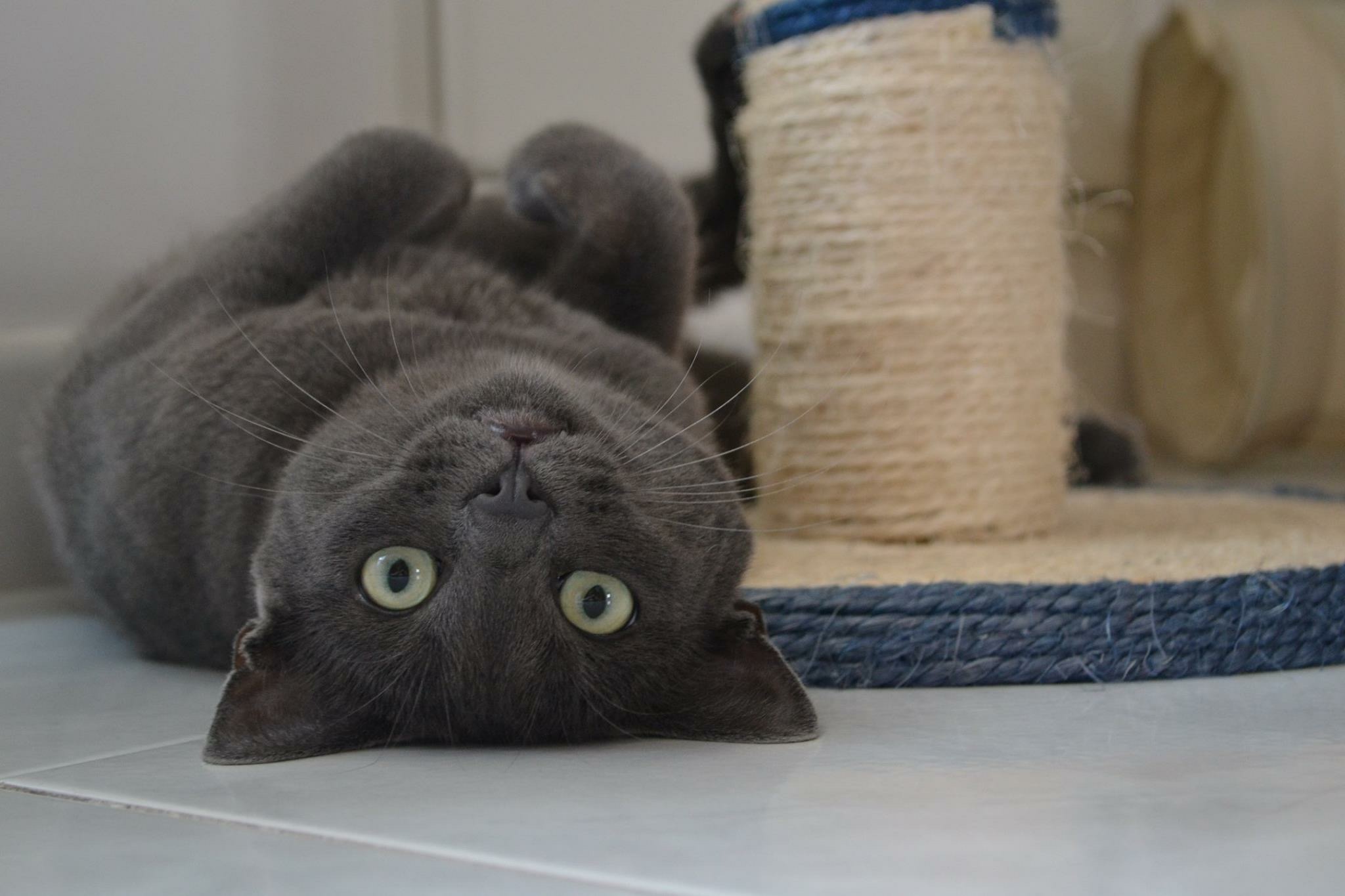 Le più belle foto di leoni, cani, gatti, orsi, scimmie......tutti ...