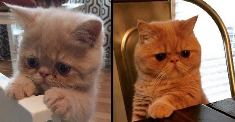 George, Il Gatto "Curioso", Quando Sente Qualcosa Di Sospetto Usa La ...