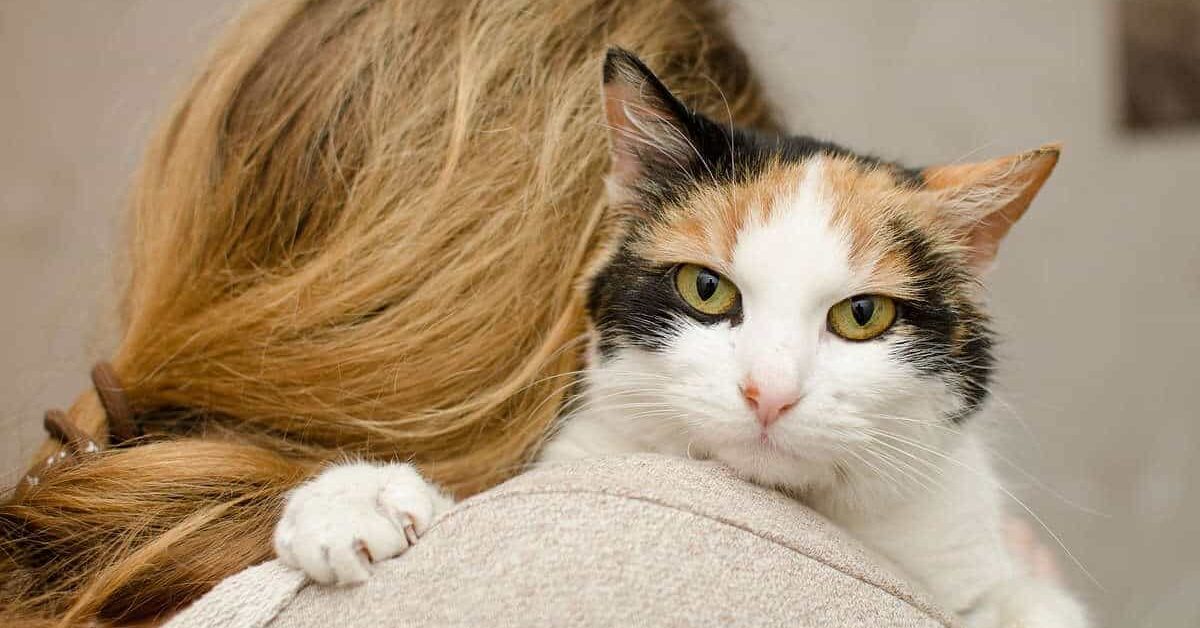 Scopri se sei una Gattara: 13 cose che fa solo un gattaro Vero!