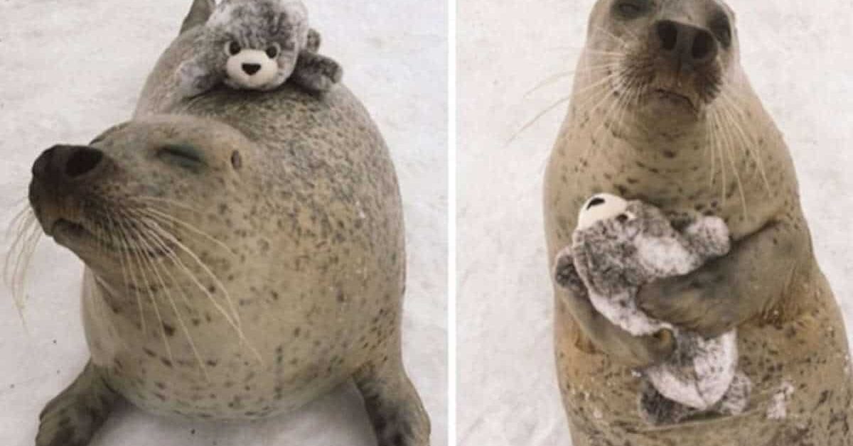 Foca incontra la sua versione di peluche e non smette più di abbracciarlo.