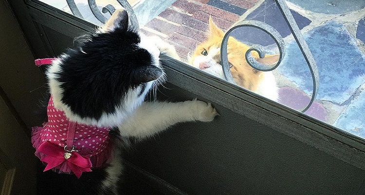 Il gatto innamorato va a trovare la micia dai suoi sogni, ogni giorno ...