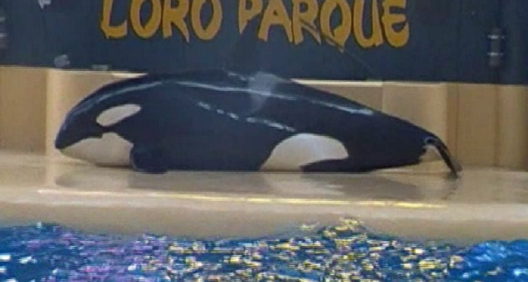 La triste storia di Morgan, l’orca depressa che vive in un delfinario e ...