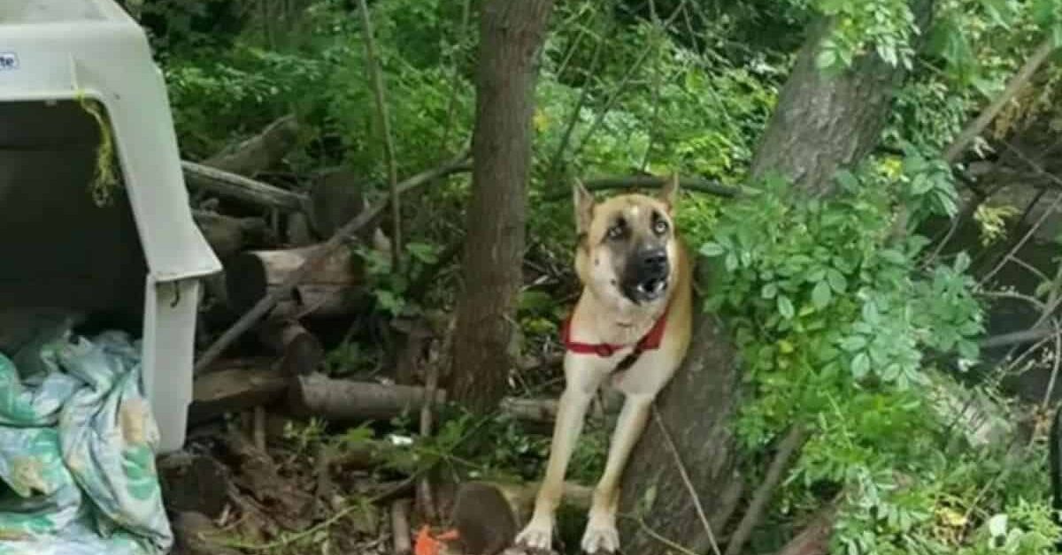 Nessuno capiva da dove provenisse il pianto disperato. Cane ritrovato ...