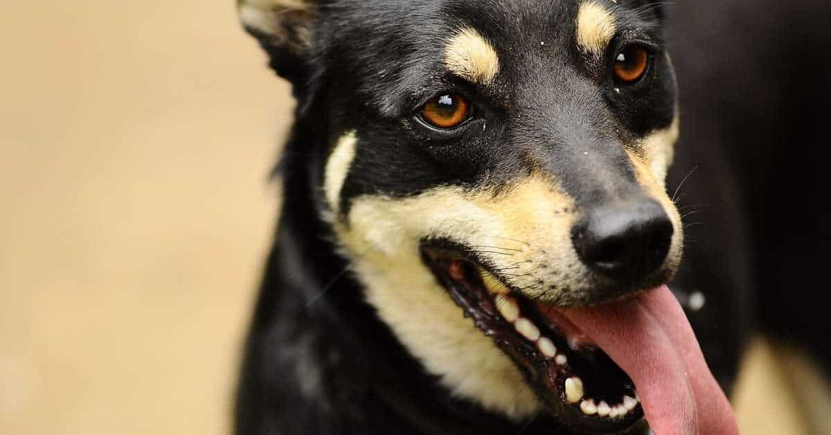 Perché i Cani Leccano i Piedi