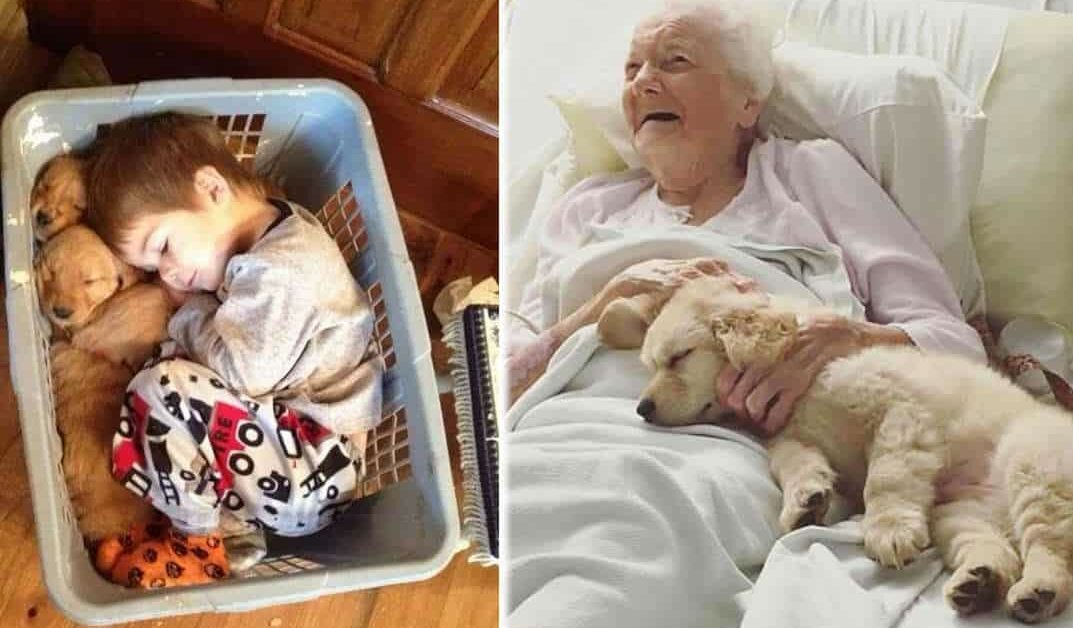 21 foto di cani estremamente carini