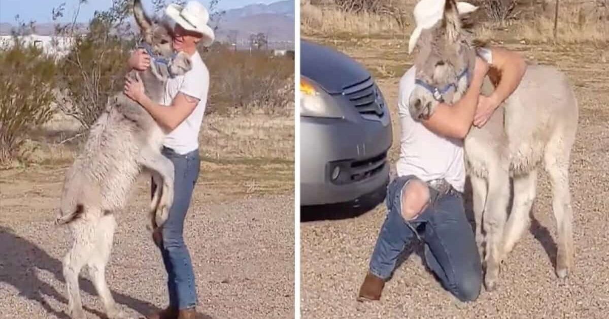 L'asino si comporta come un cane ogni volta che il suo padrone torna a casa