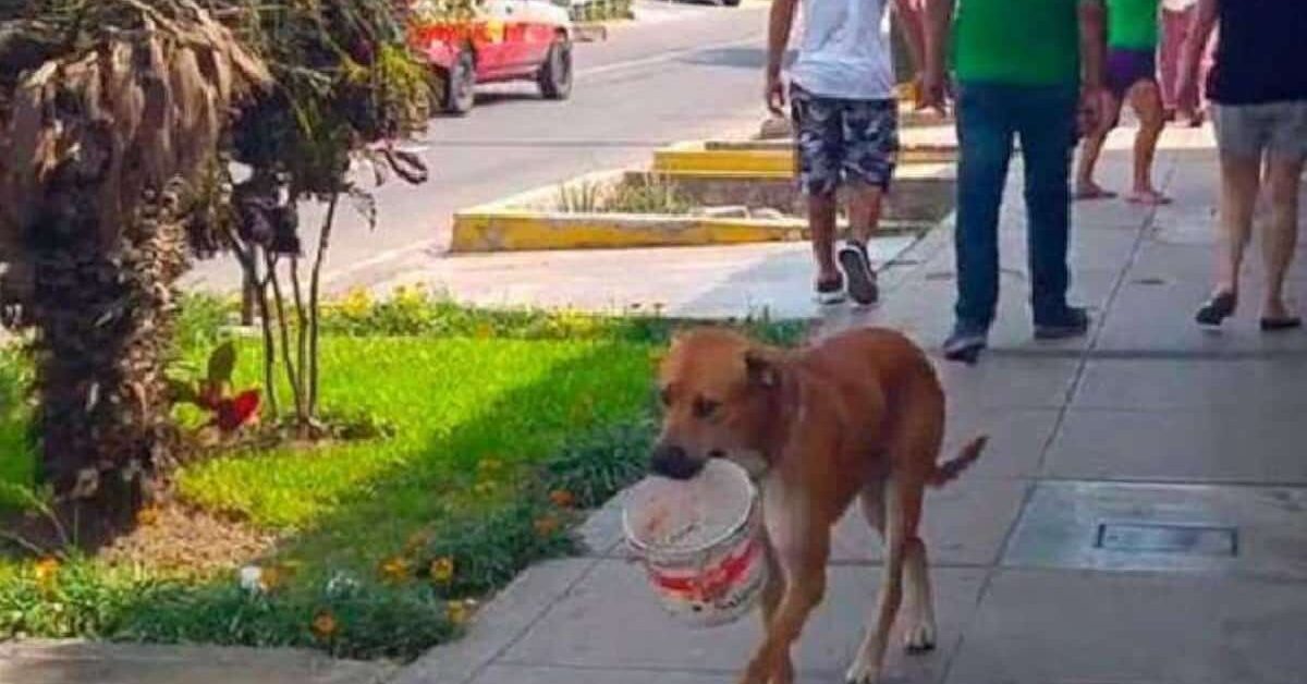Cane assetato escogita un modo originale per chiedere dell'acqua ai ...
