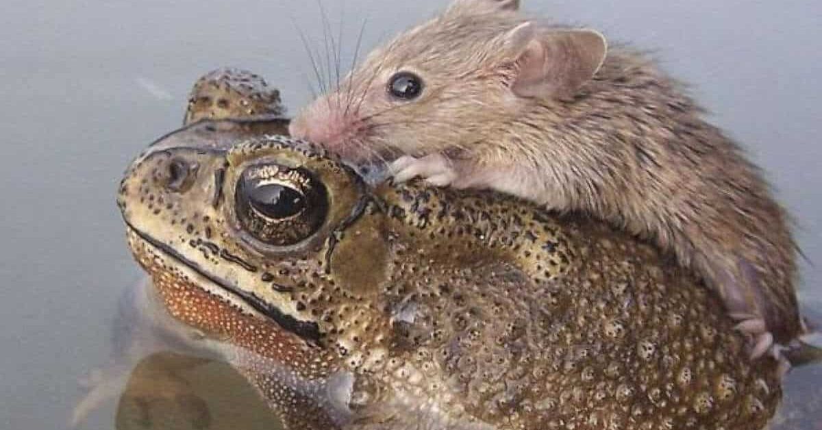 Un topolino in difficoltà, salvato da un rospo. Le immagini del salvataggio