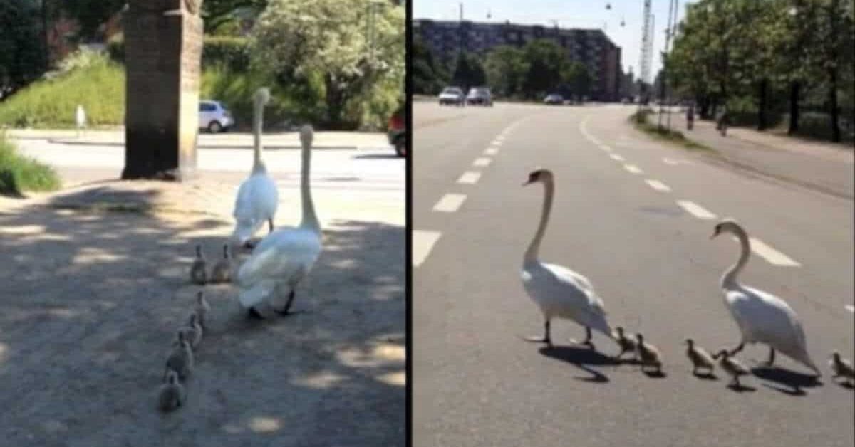 VIDEO: Famiglia di cigni si prende il suo tempo per attraversare la ...