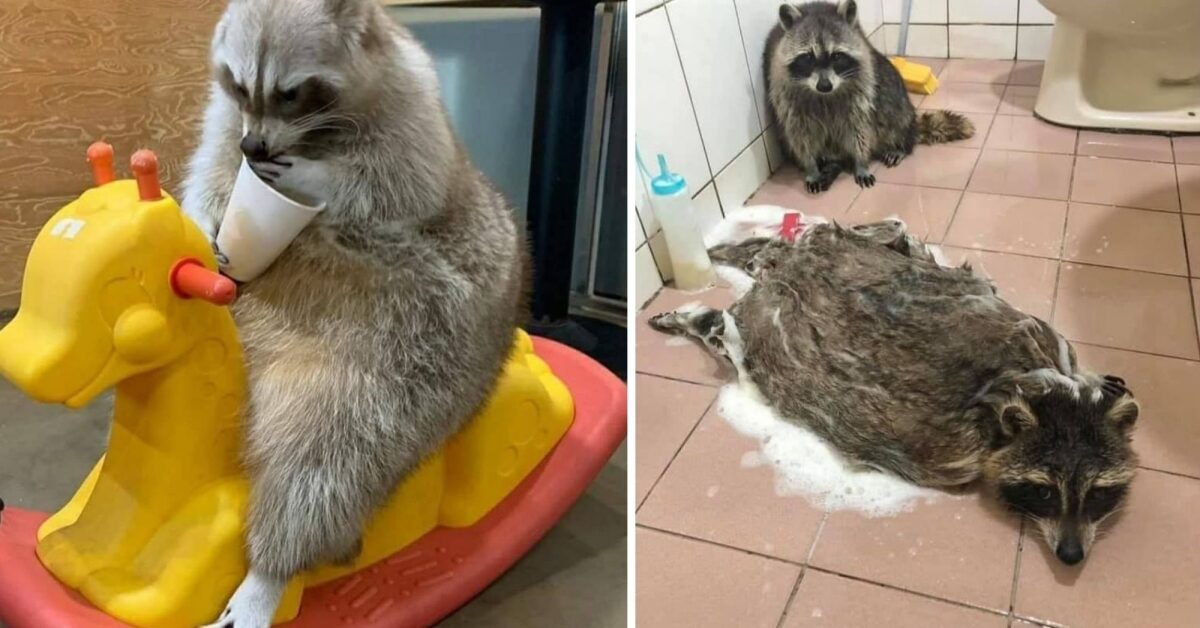 20 immagini divertenti di procioni