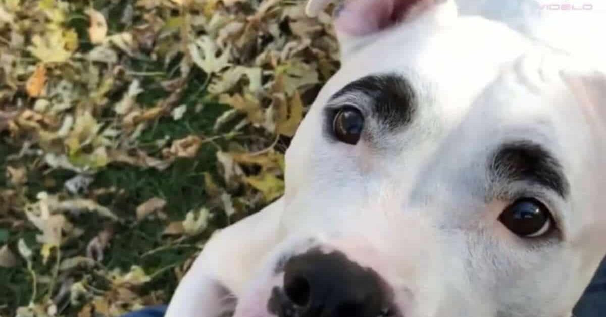 Cucciolo diventa virale per le sue incredibili sopracciglia, sembrano ...