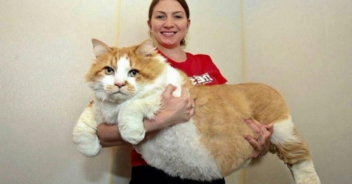 15 foto reali di gatti enormi