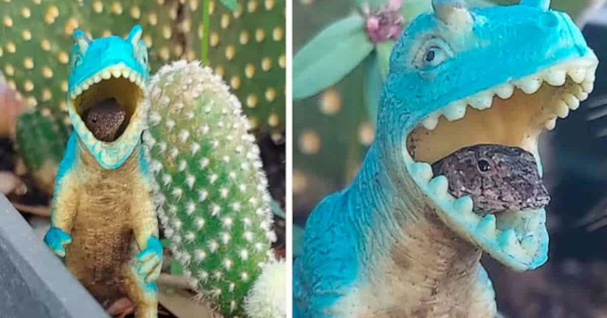 VIDEO: Lucertolina trova la sua nuova casa perfetta all'interno di un ...