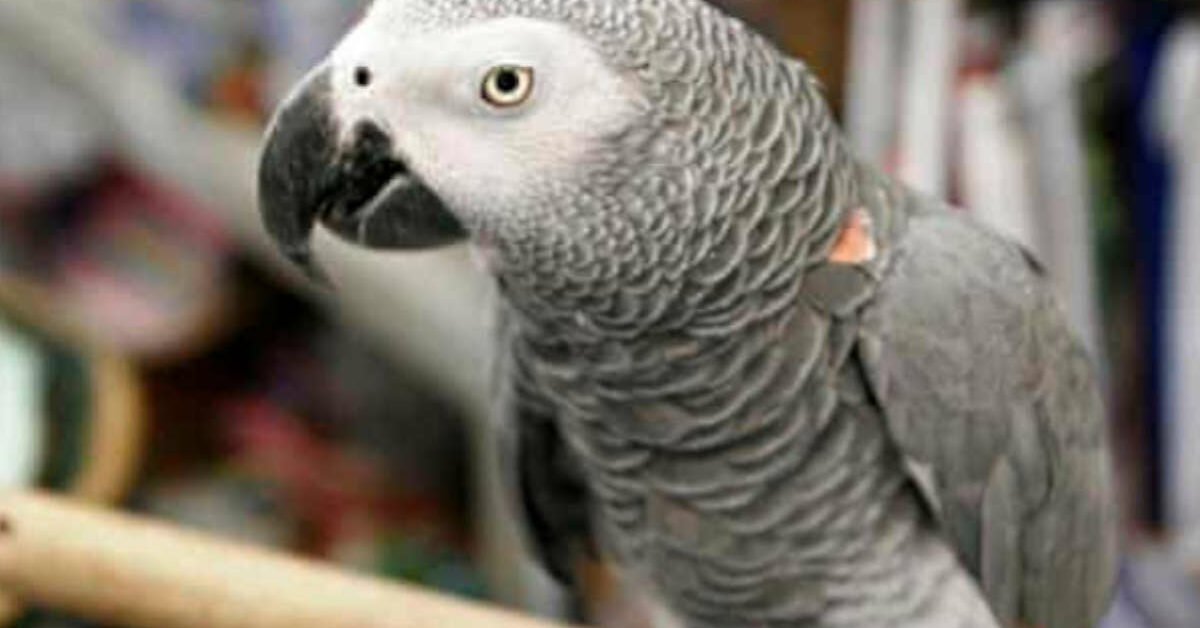 Pappagallo scompare con l'accento britannico ma quando torna a casa ...