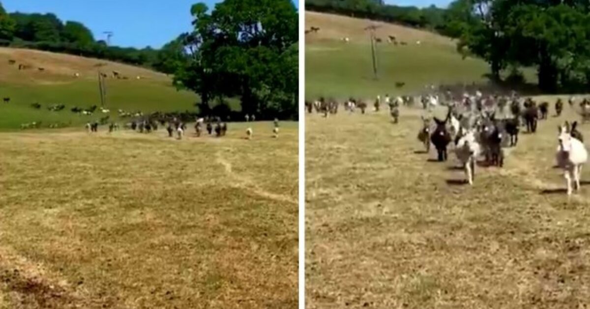 VIDEO: Più di 140 asini corrono a salutare la donna che gli ha salvato ...