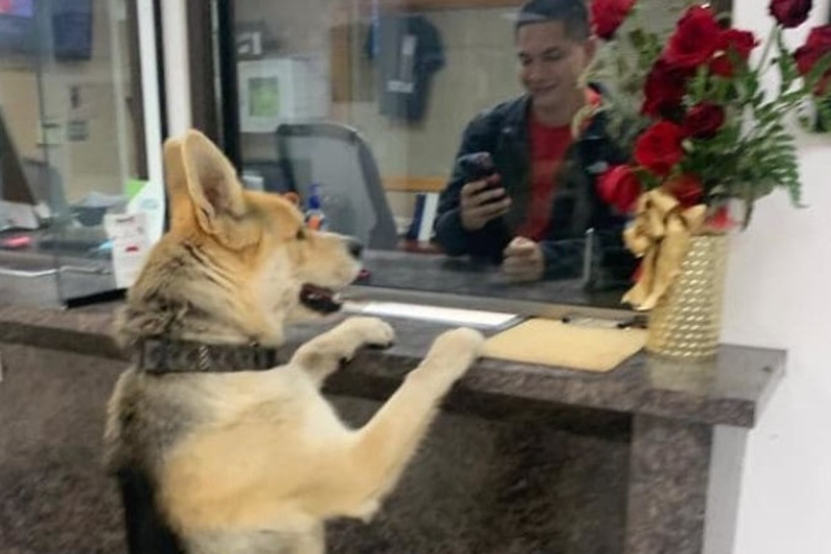 Il cane Chico va alla stazione di polizia a denunciare il proprio ...