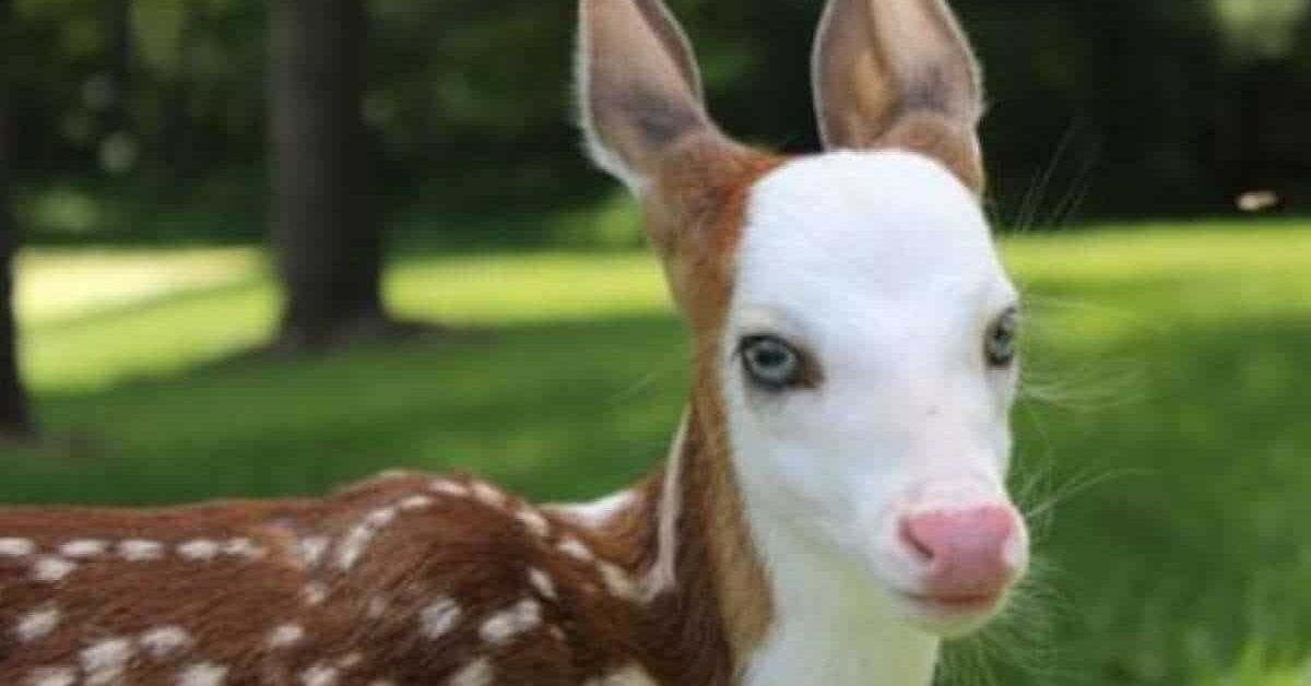 Cucciolo di cerbiatto dalla faccia bianca rifiutato dalla mamma alla ...