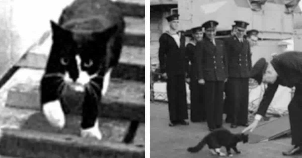 Gattino Sam "inaffondabile", sopravvissuto a tre affondamenti di navi