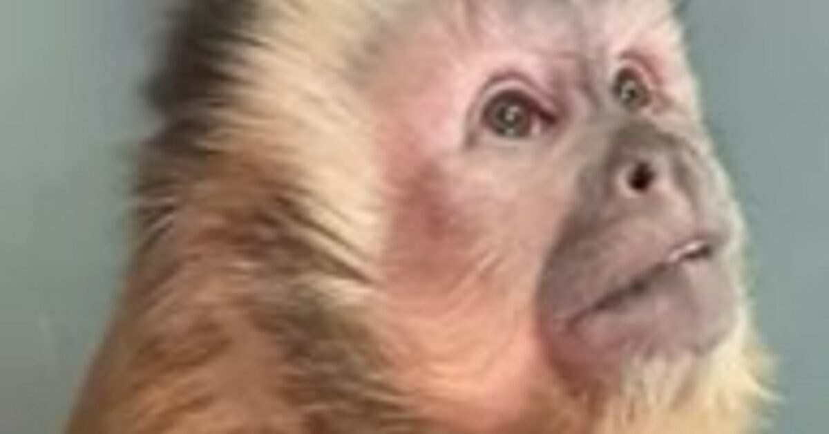 La scimmietta Noah si prende cura di alcuni cuccioli di gatto e della ...