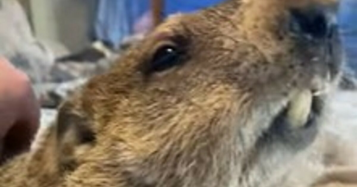 Miss Magoo è andata a salutare la sua amica umana non appena è finito ...