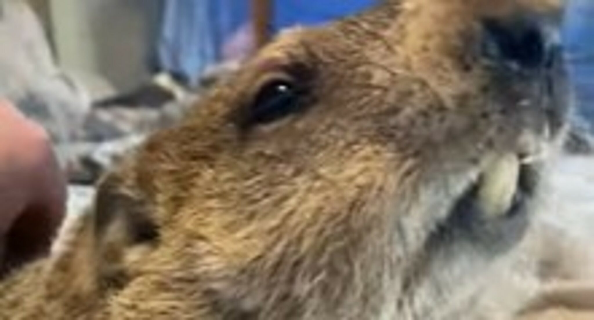 Universo Animali | L'universo visto dal mondo animale