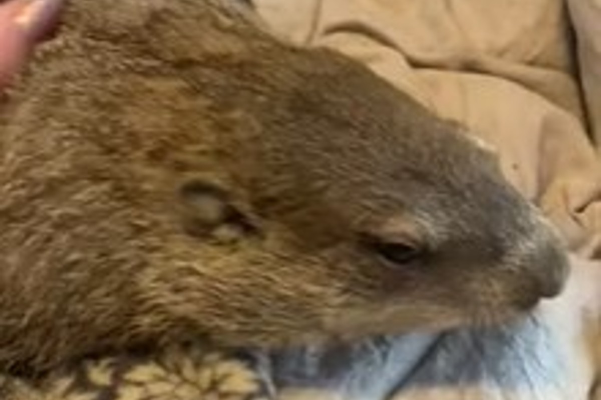 Miss Magoo è andata a salutare la sua amica umana non appena è finito ...