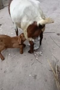 Cucciolo di cane coglie l'opportunità di bere il latte dalla capra ...
