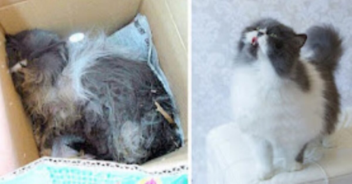 15 foto di gatti che dimostrano quanto l'amore possa cambiare la loro vita