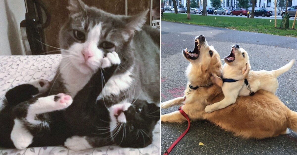 15 Foto di momenti adorabili di animali insieme ai loro genitori