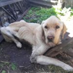 Cucciolo di Labrador malnutrito aspetta tristemente che il suo ...
