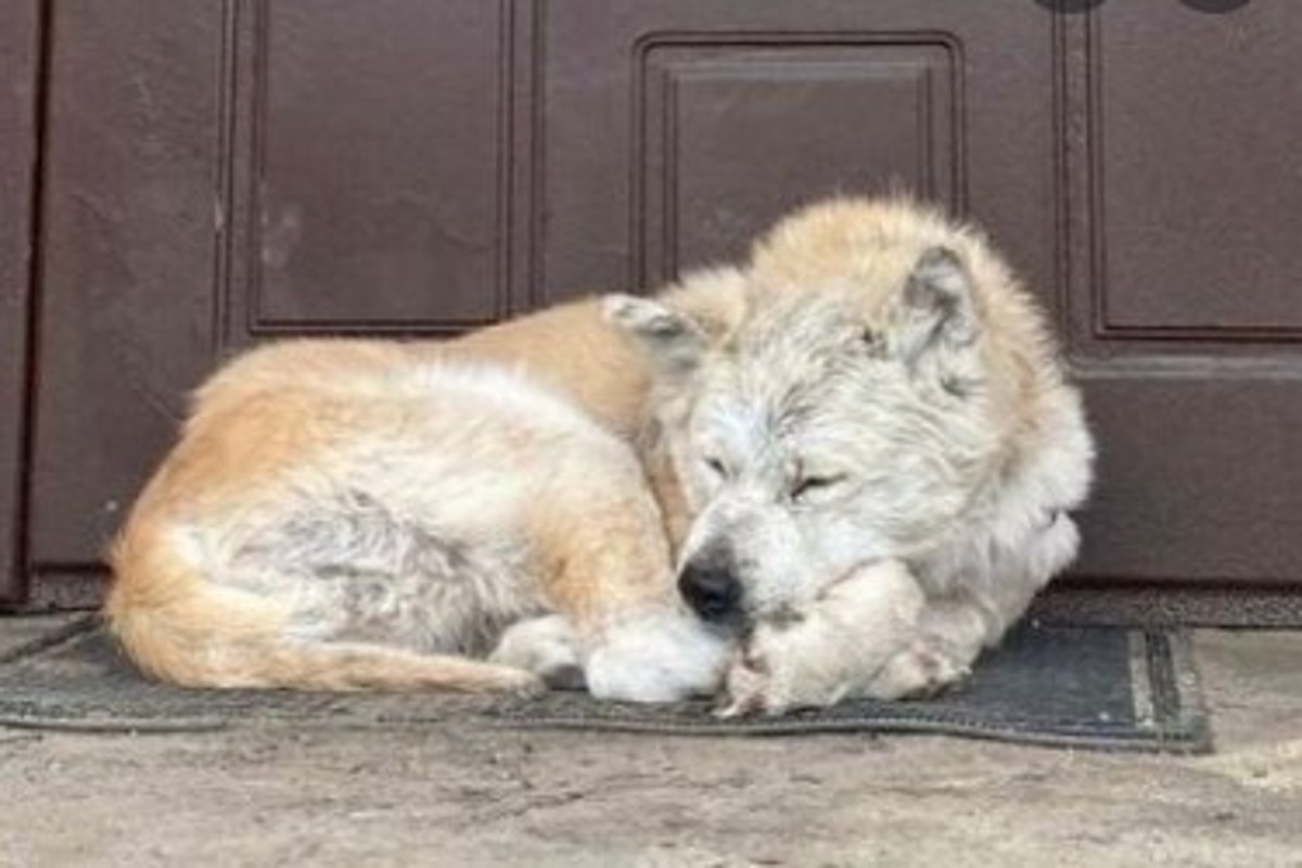 Cagnolone Reeny aspetta invano il ritorno della sua umana.