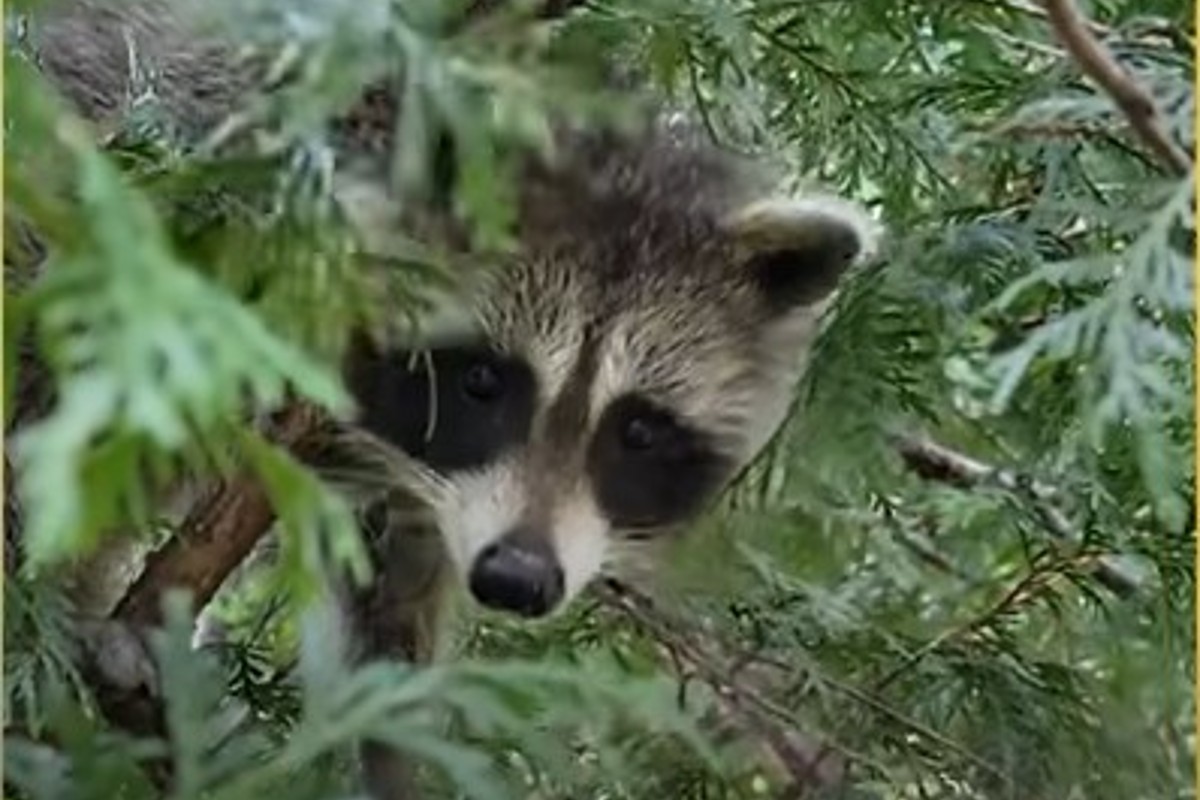 Procione ritorna dalla cagnolona e dall'umana che lo hanno salvato e ...