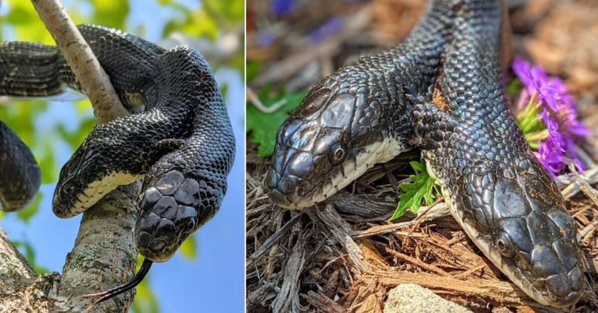 Serpente a due teste sfida gli scienziati e vive per 17 anni: "la ...