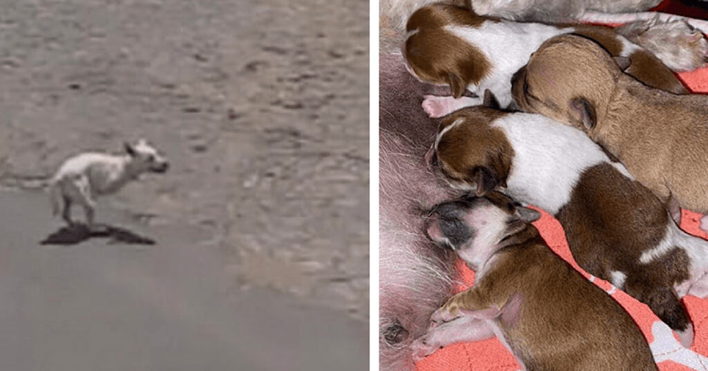 Miss Magoo è andata a salutare la sua amica umana non appena è finito ...