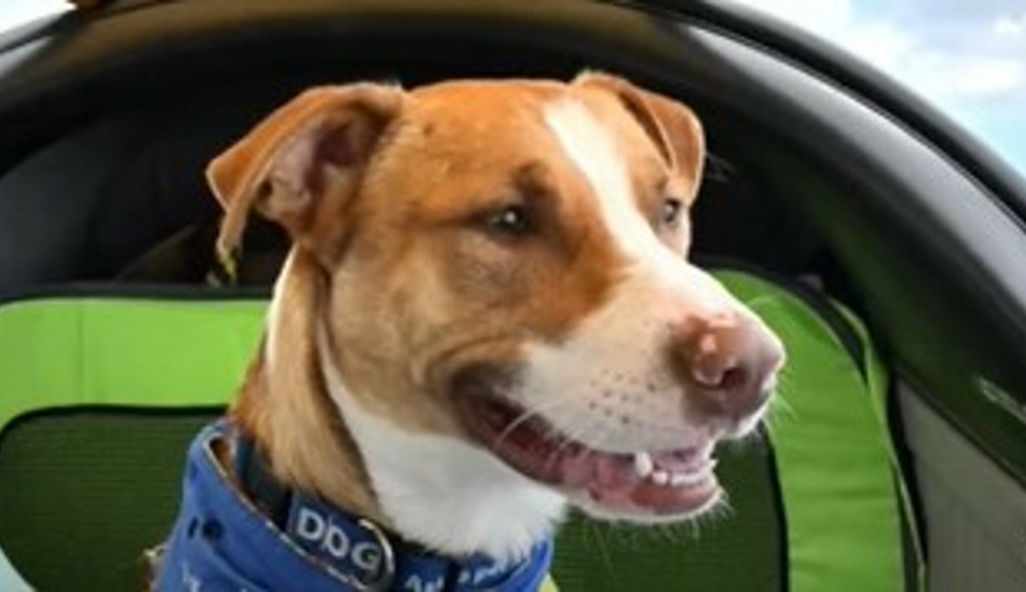 Miss Magoo è andata a salutare la sua amica umana non appena è finito ...