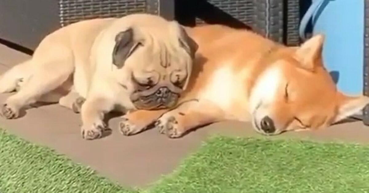 Un Carlino ama moltissimo l'altro cane di casa che accetta di essere ...