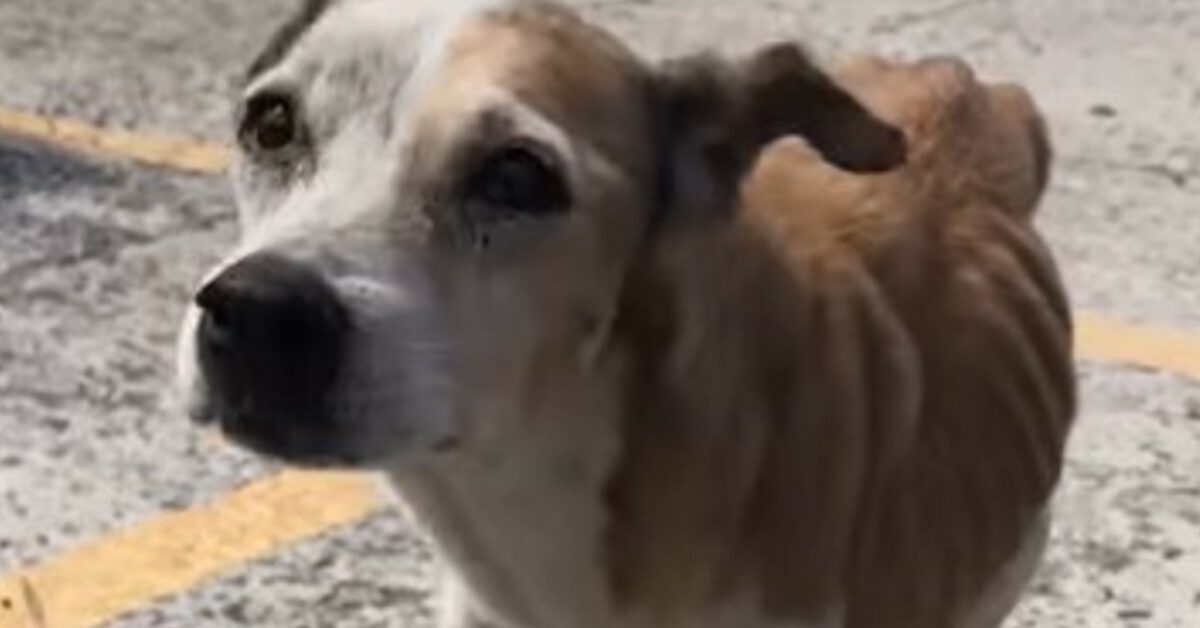 Donna aiuta centinaia di cuccioli di cane randagi ogni giorno e adora ...