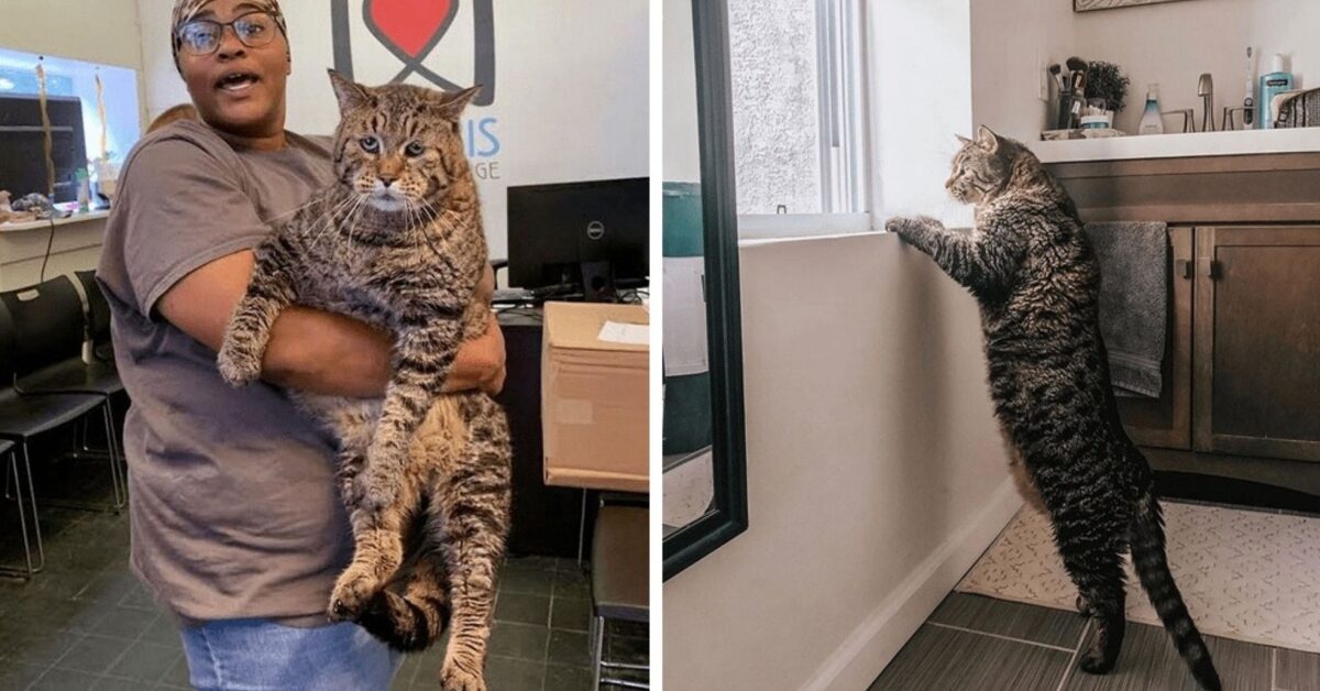 Gattino non è stato adottato per via delle sue grandi dimensioni e alla ...