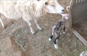 Una pecora e una capra hanno dato luce a un cucciolo di pecora molto ...