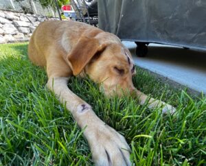 Cucciolo viene considerato un eroe dopo aver combattuto contro un puma ...