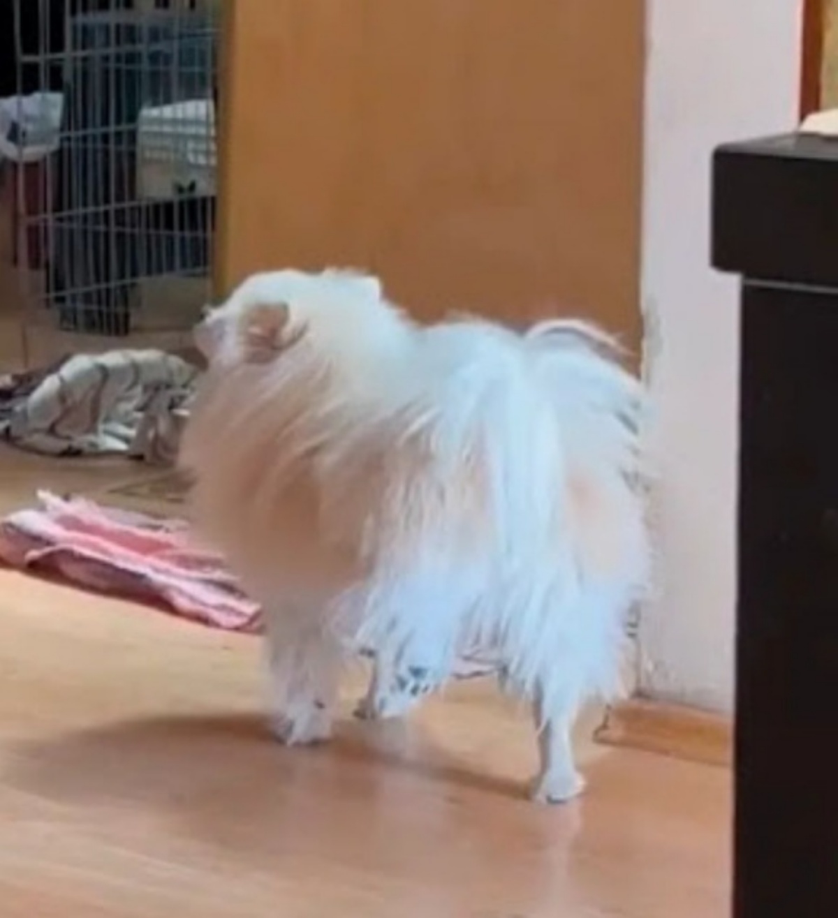 Cane smette di usare la sua zampa per far compagnia alla sua ...