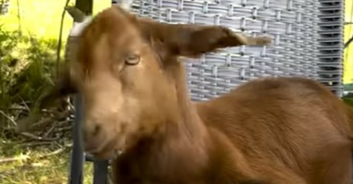 La capretta Lily ha conosciuto persone speciali che le hanno fatto da ...