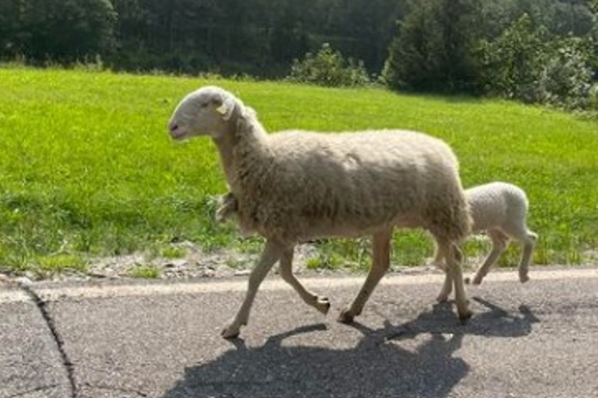 La pecora Fortunata è tornata a casa dopo oltre un mese e ha portato ...