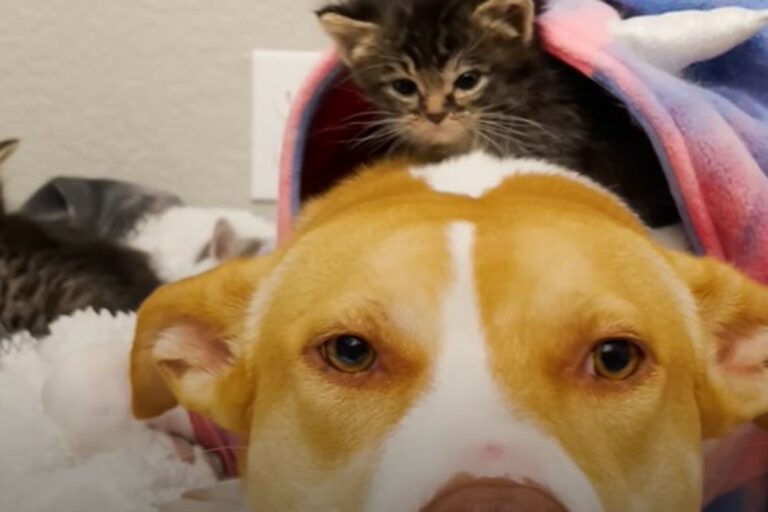 La Pit Bull Ginger ama prendersi cura di tutti i cuccioli come se ...