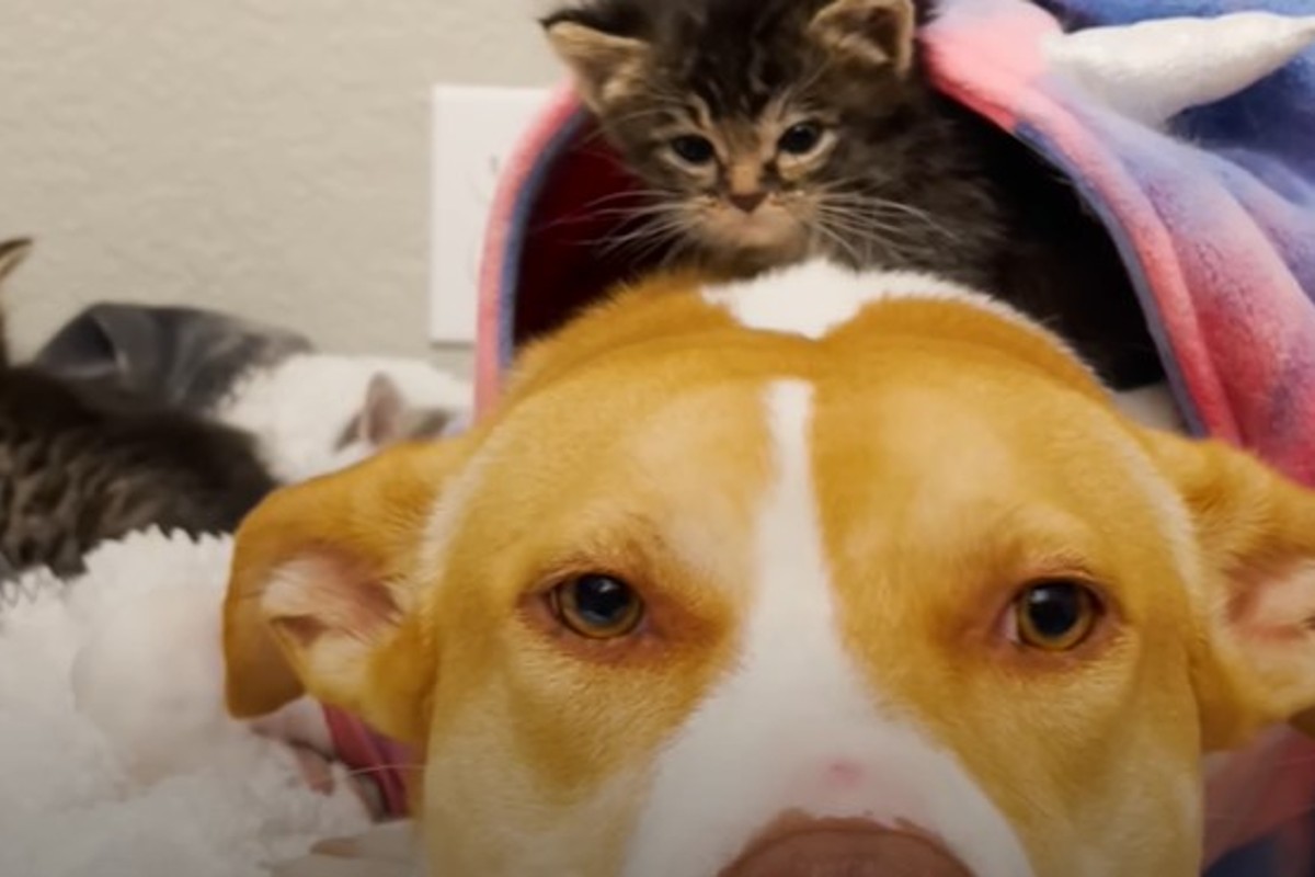 La Pit Bull Ginger ama prendersi cura di tutti i cuccioli come se ...