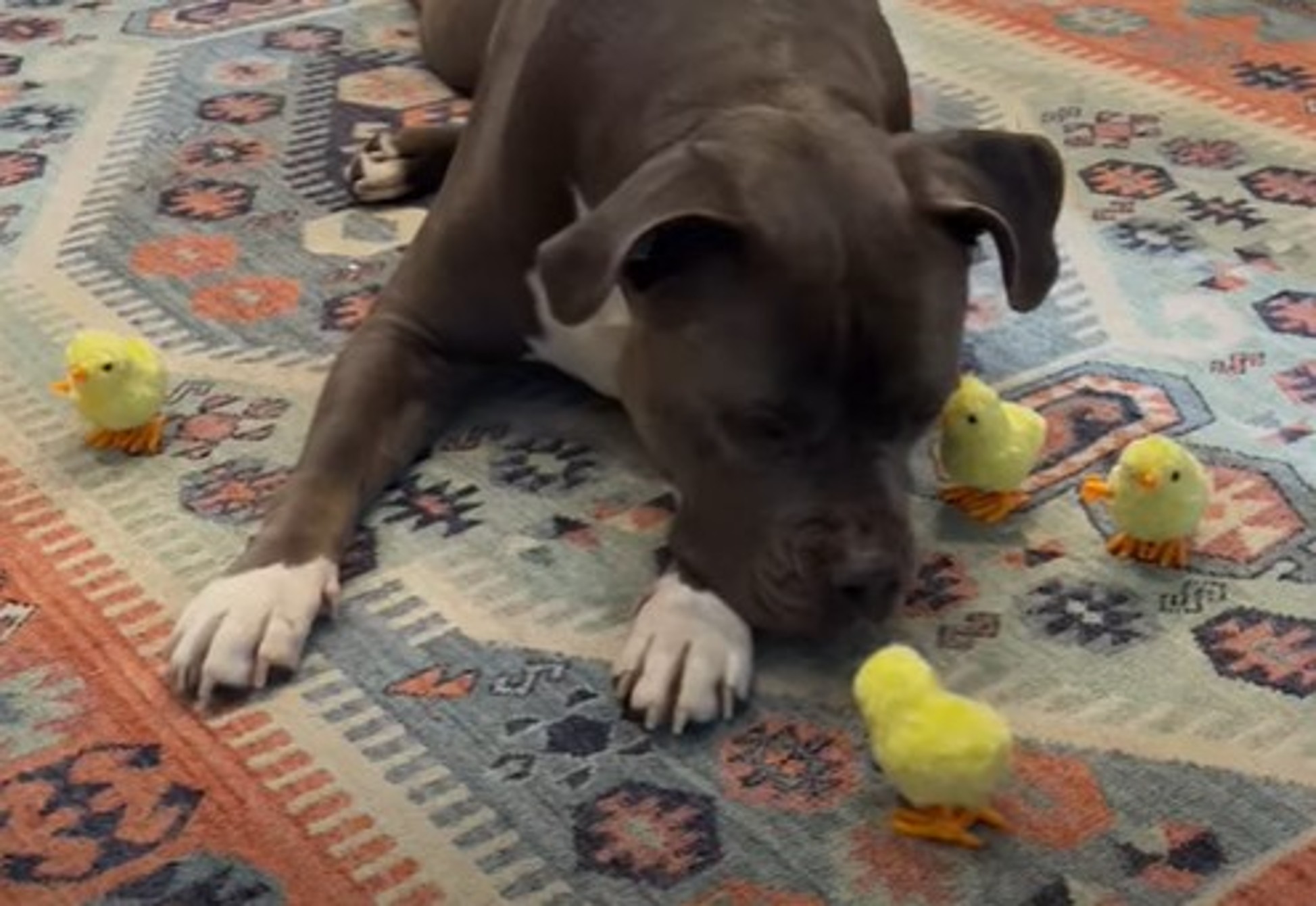 Il Pit Bull Duke si è preso cura di alcuni pulcini a cui si è molto ...