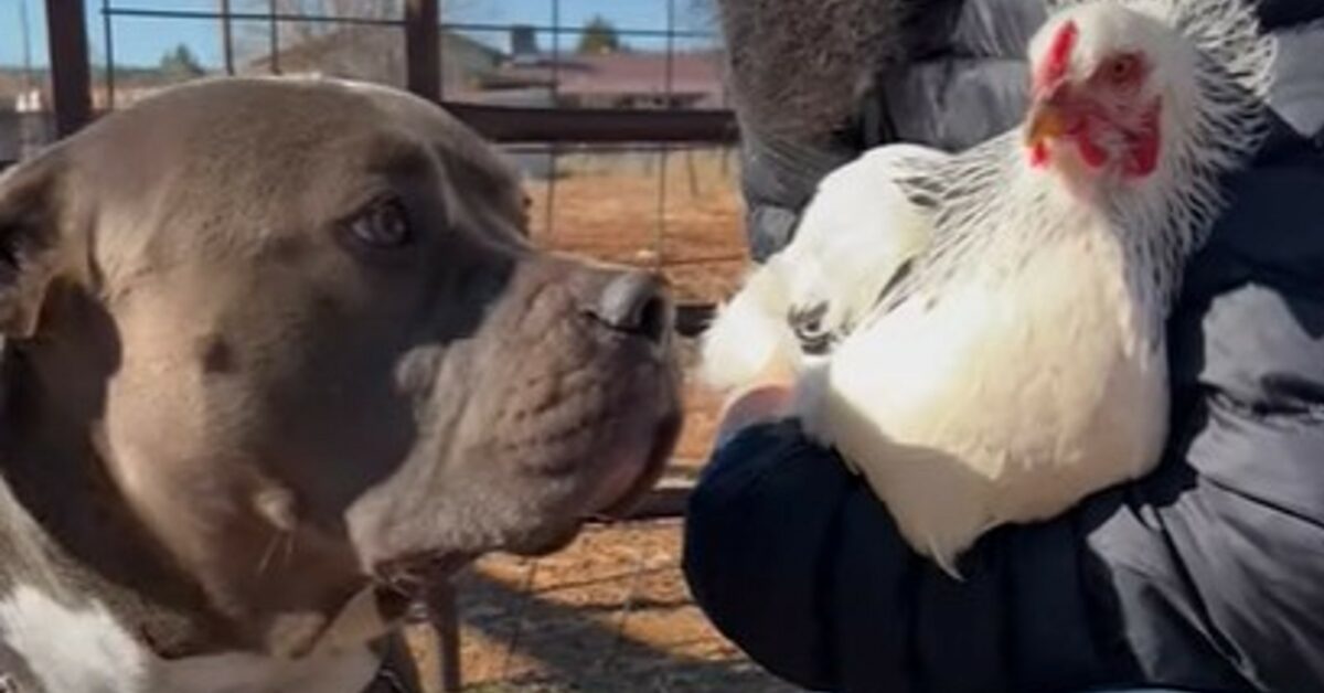 Il Pit Bull Duke si è preso cura di alcuni pulcini a cui si è molto ...
