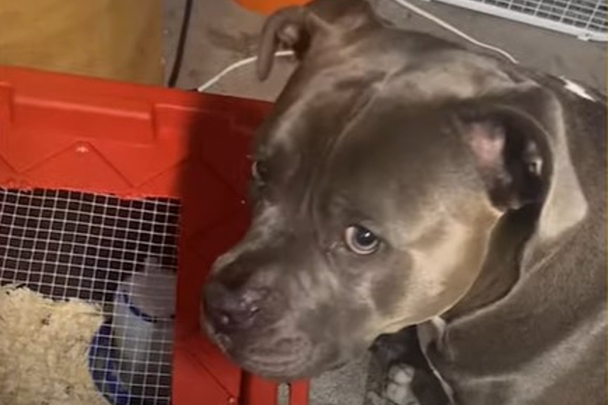 Il Pit Bull Duke si è preso cura di alcuni pulcini a cui si è molto ...