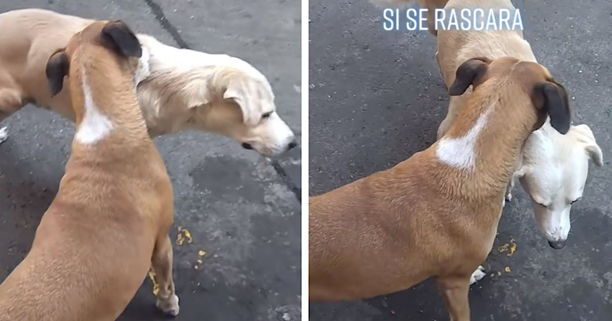 Cane randagio conforta un altro cane con tre zampe e il commovente ...