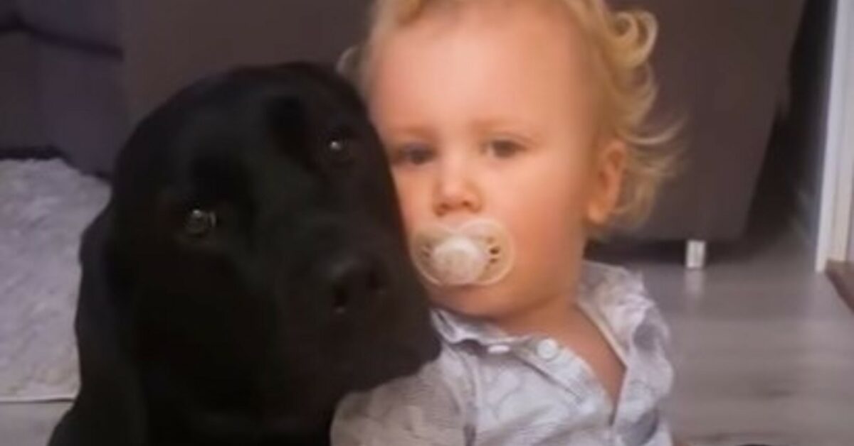 Il Labrador Elvis adora il suo fratellino umano Ted e lo protegge da ...